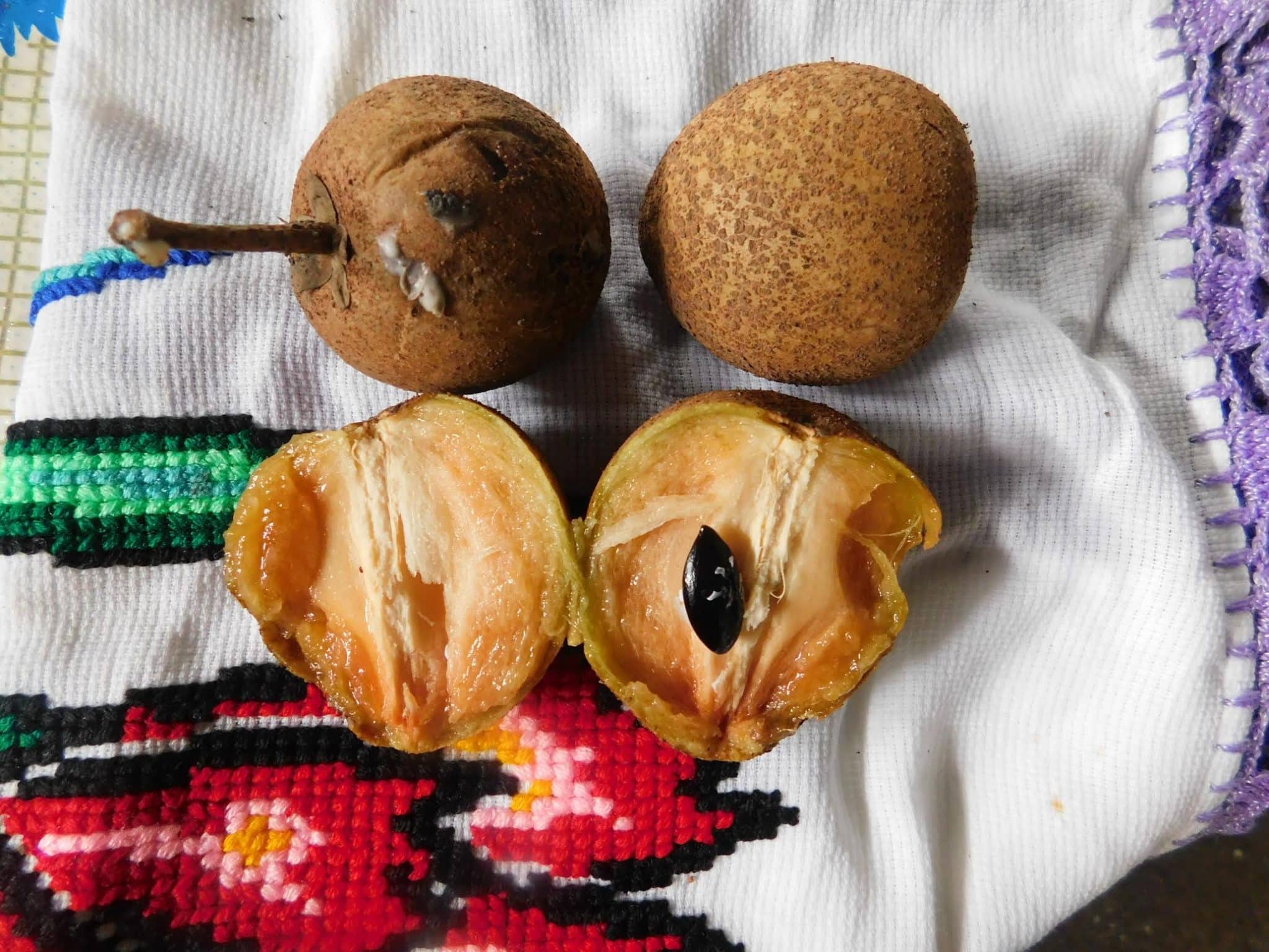 Nāhuatlahtolli – A Beginner to Advanced Level Nahuatl Online Course