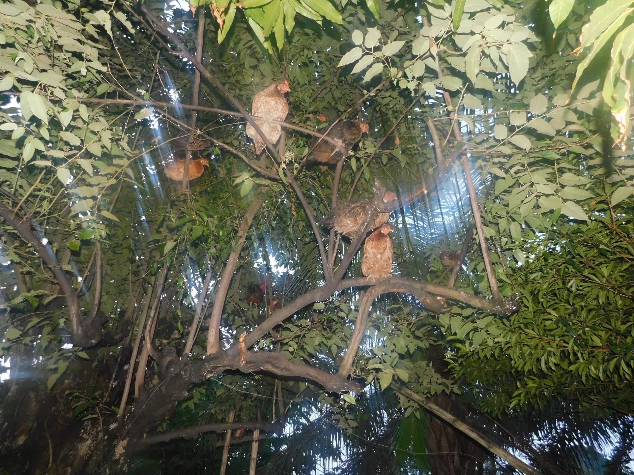 Nāhuatlahtolli – Un curso de nahuatl en línea de nivel básico a avanzado